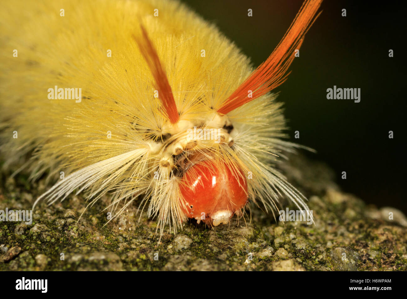 Sycamore tussock moth caterpillar hi-res stock photography and images ...
