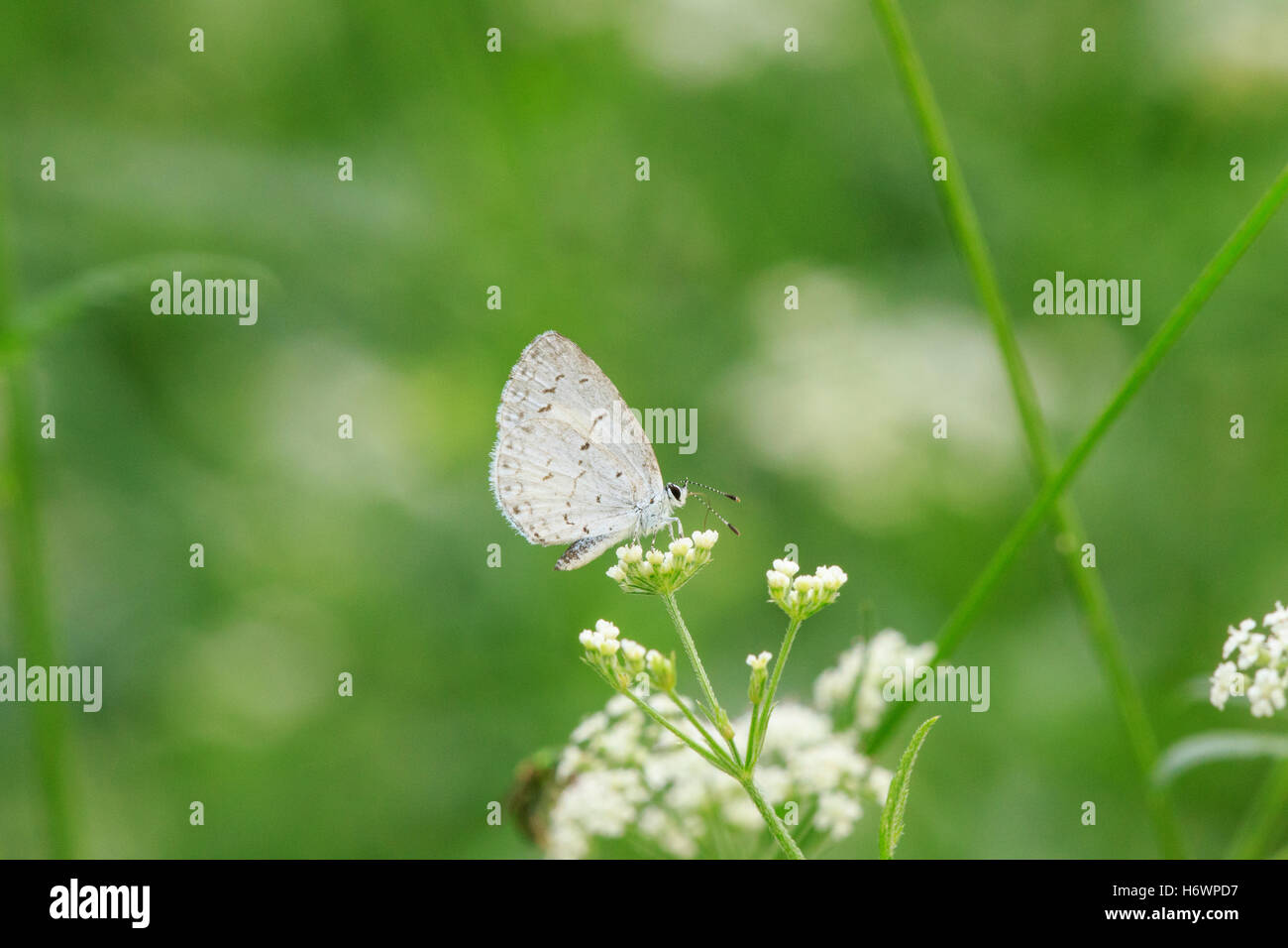 Spring Azure (Celastrina ladon) butterfly Stock Photo - Alamy