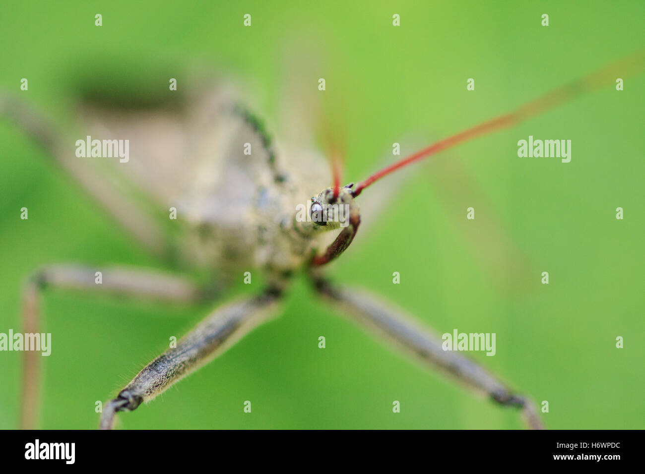 Wheel bug (Arilus cristatus Stock Photo - Alamy