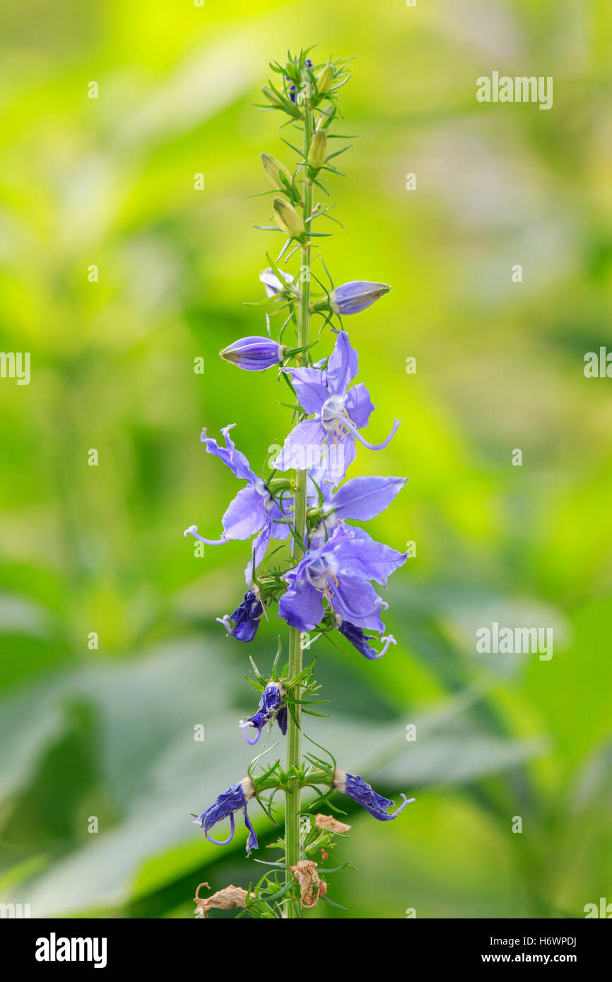American bellflower (Campanulastrum americanum Stock Photo - Alamy