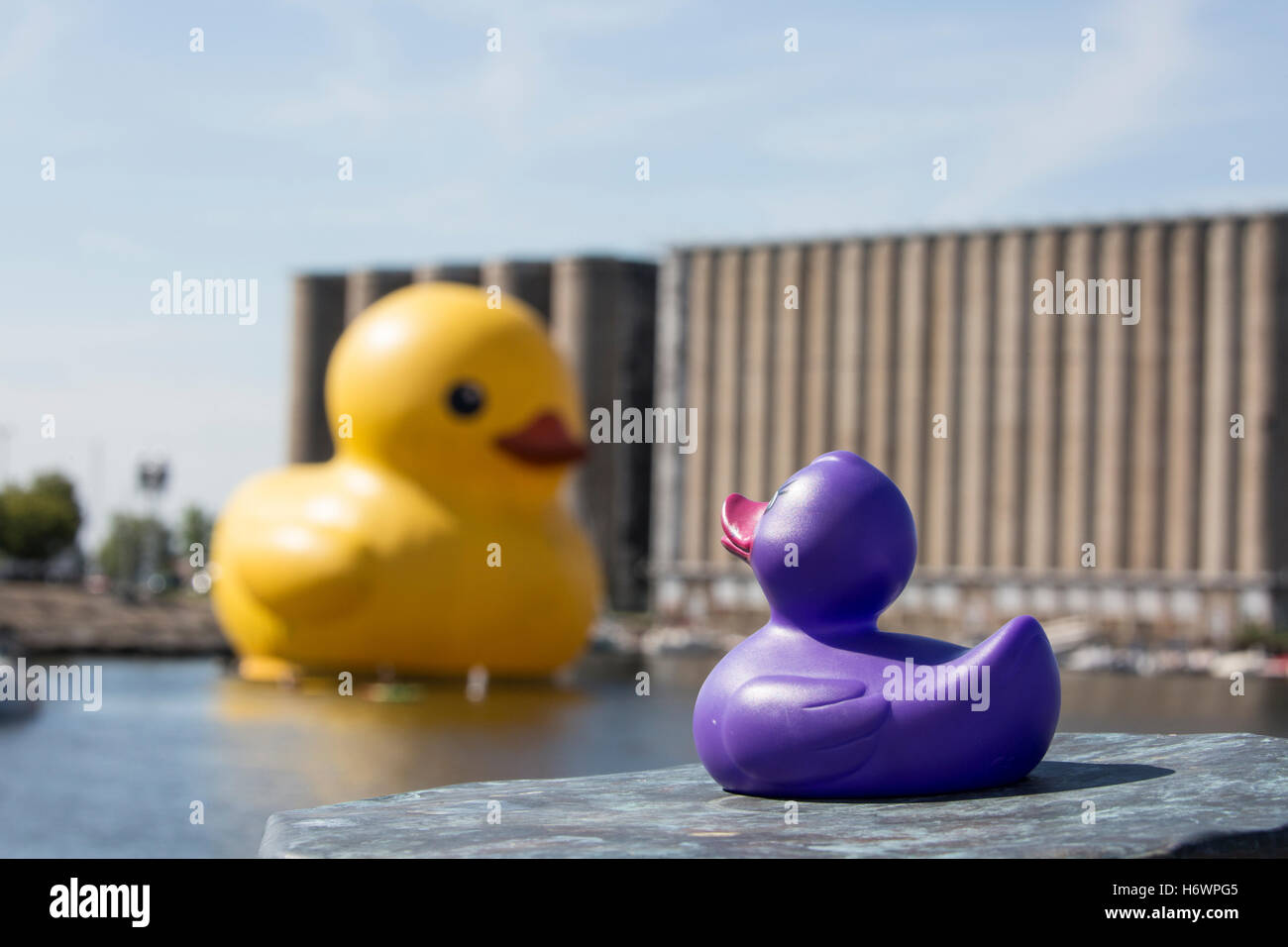 Purple Rubber Ducks