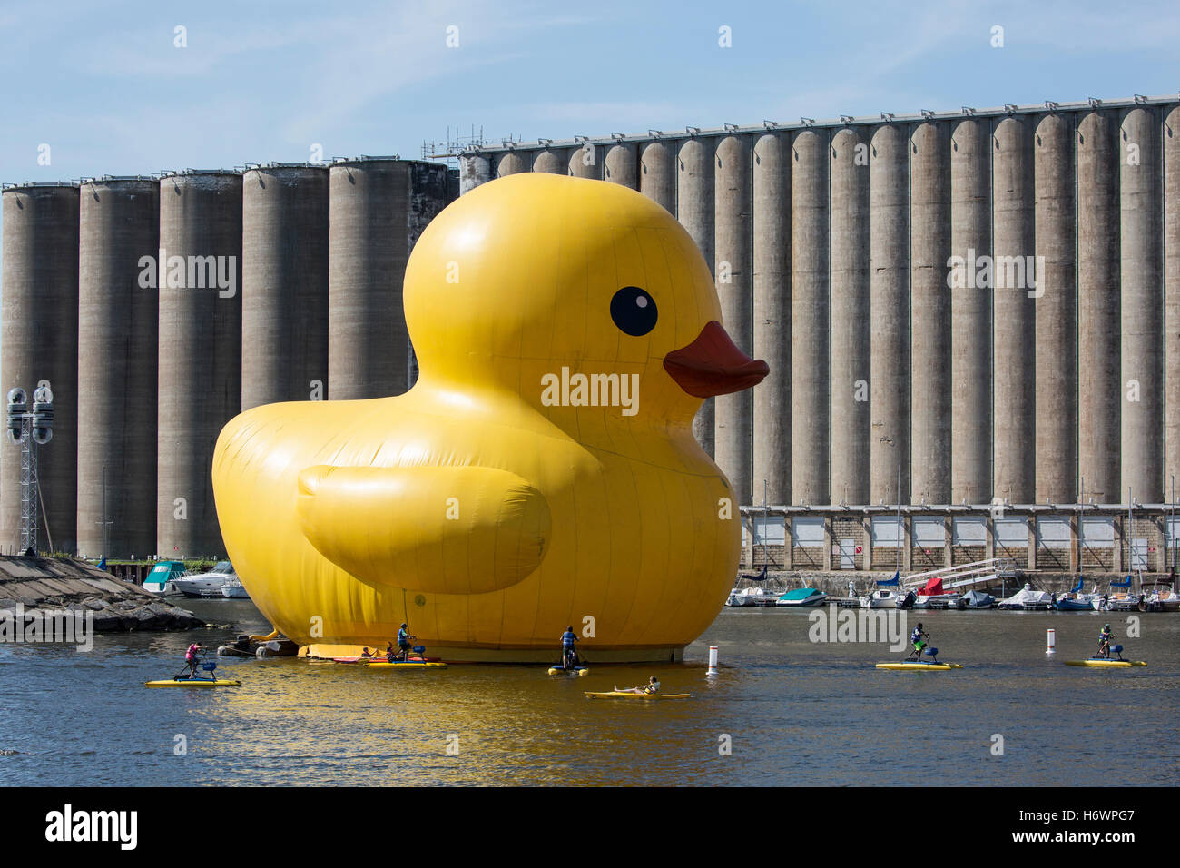 61 foot giant yellow rubber duck in front of grain silos (Buffalo ...