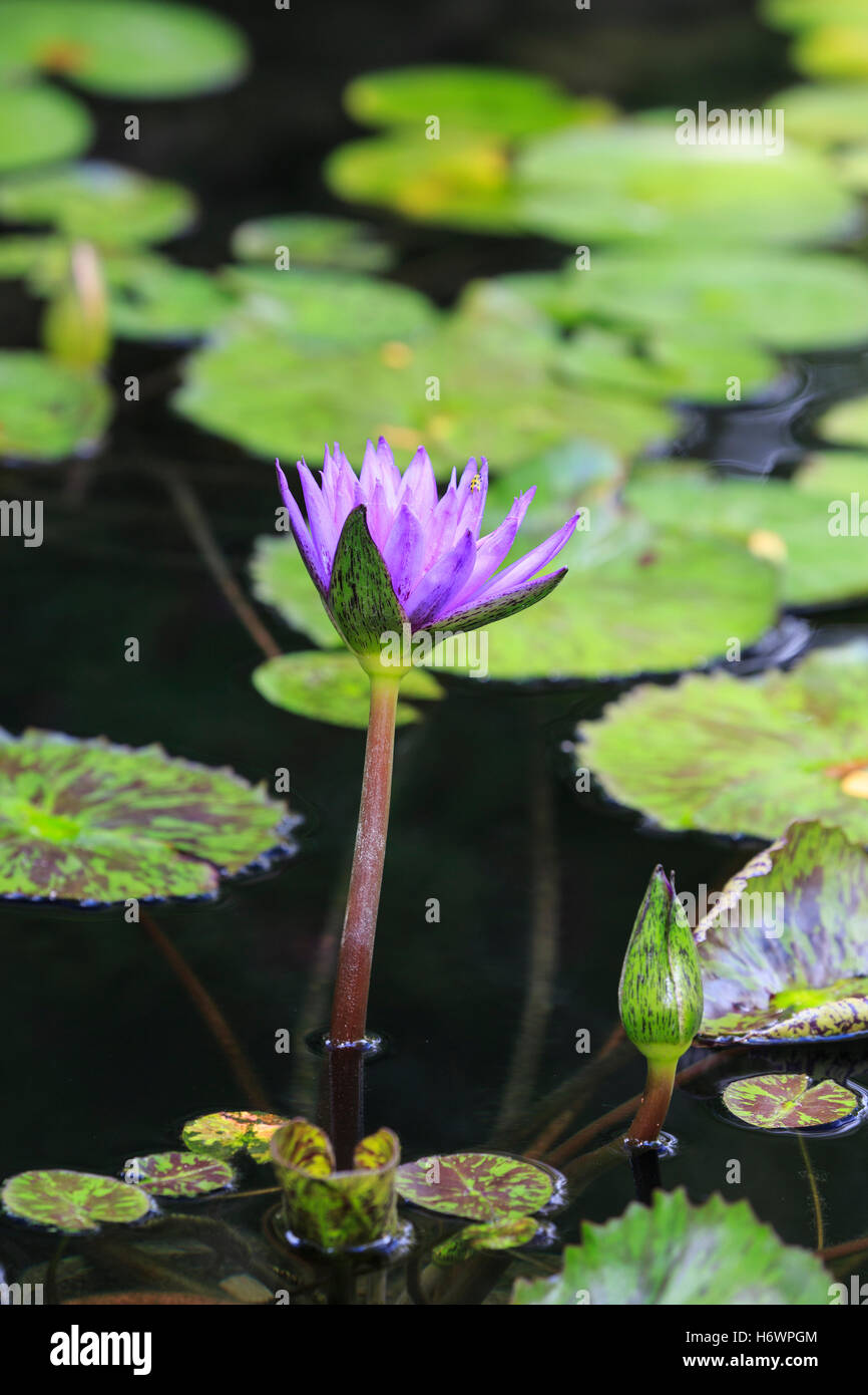 Purple water lily beginning to open Stock Photo - Alamy