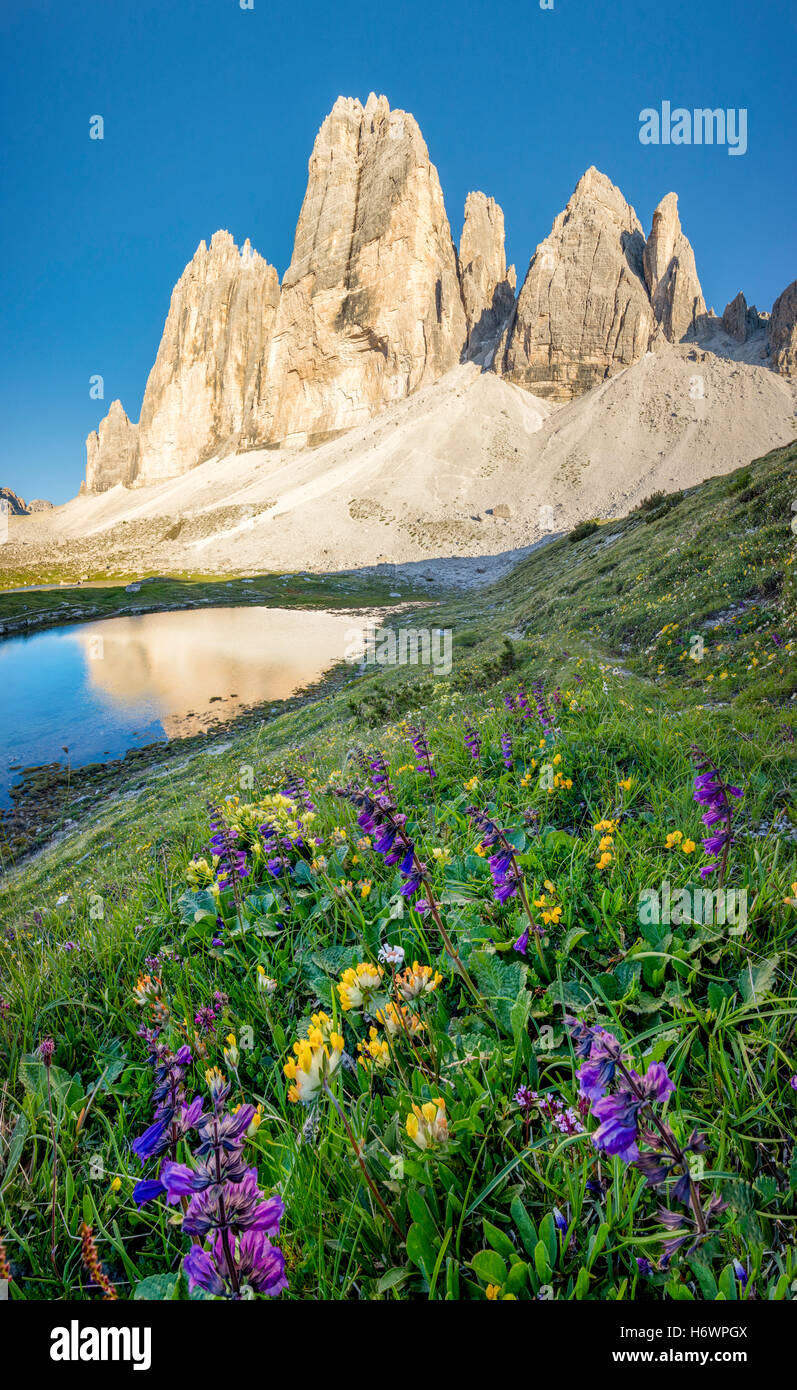 Alpine landscape flowers hi-res stock photography and images - Alamy