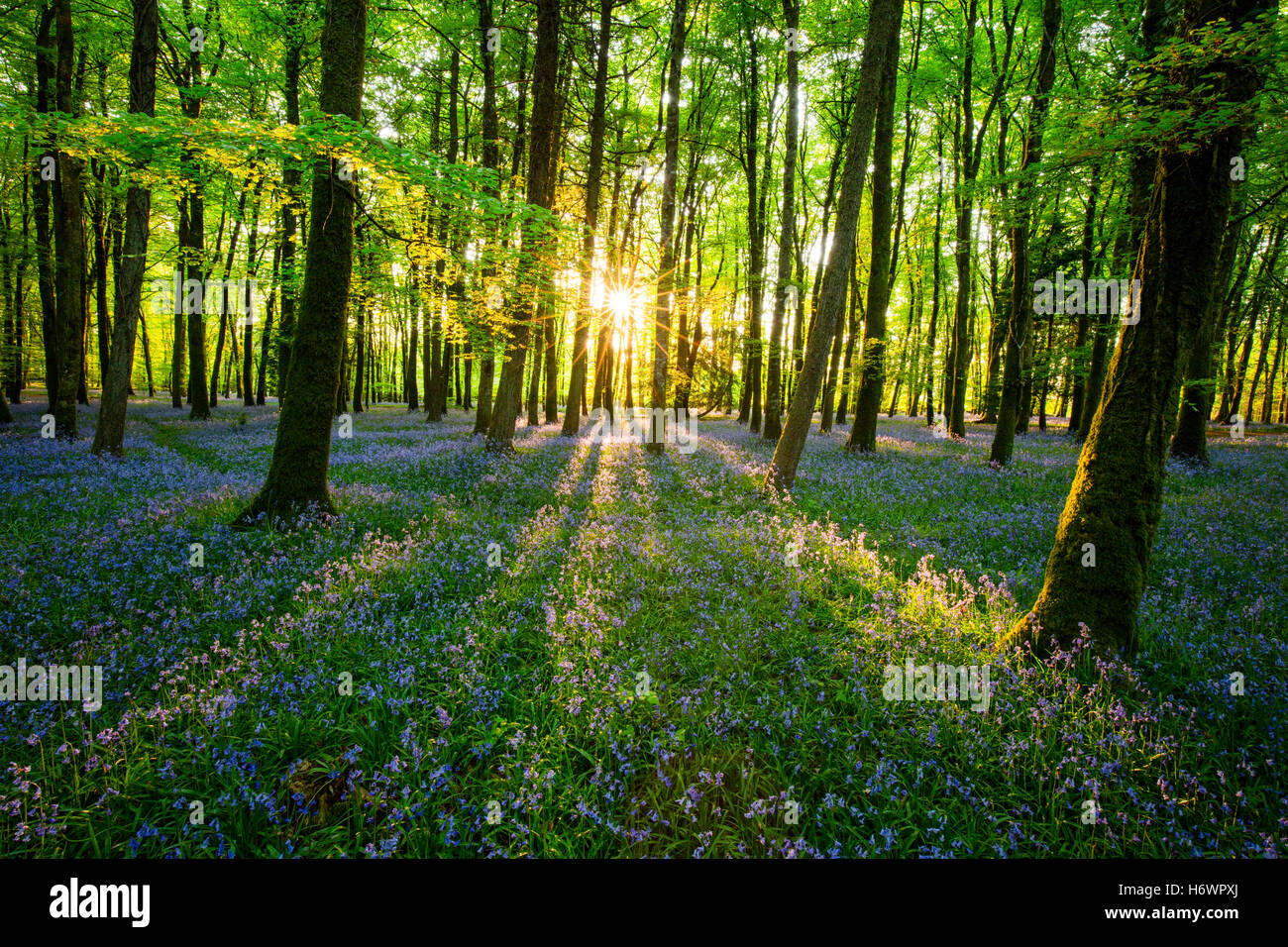 Cootehall hi-res stock photography and images - Alamy