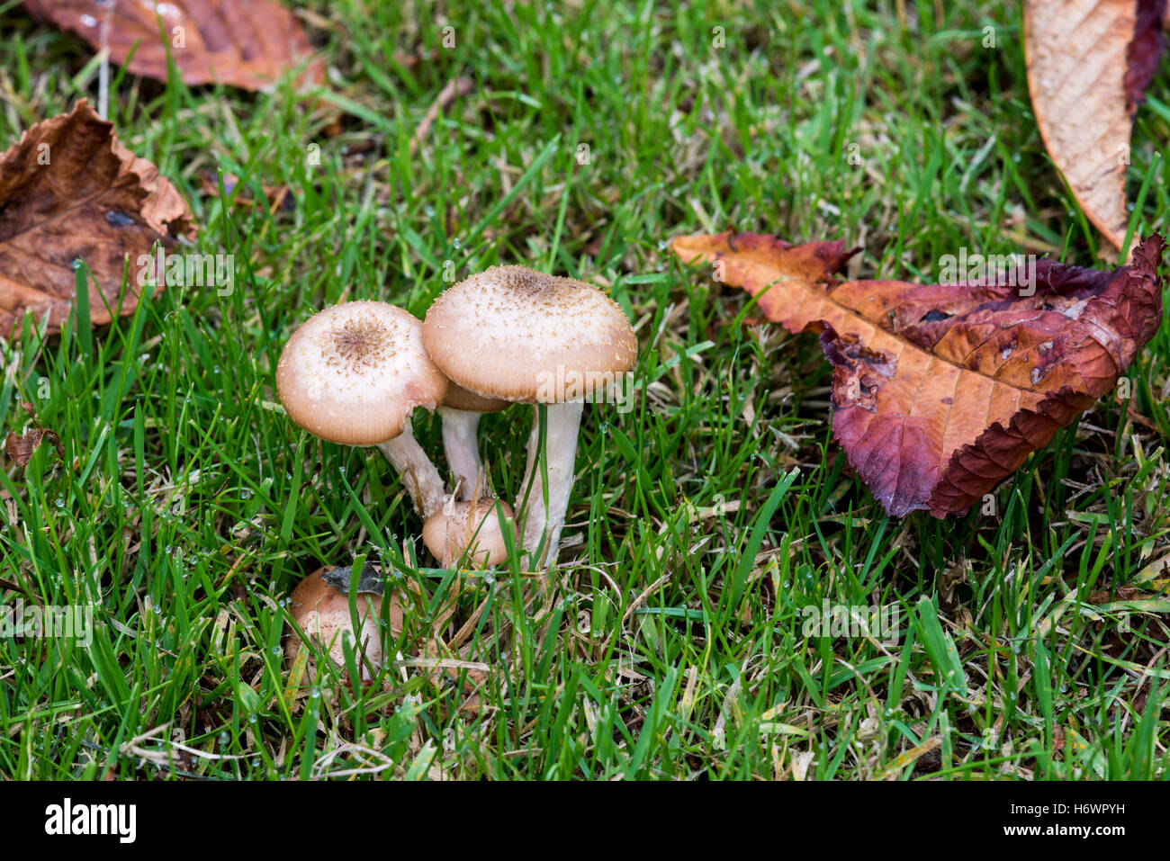 A small clump of an autumnal fungus Stock Photo - Alamy