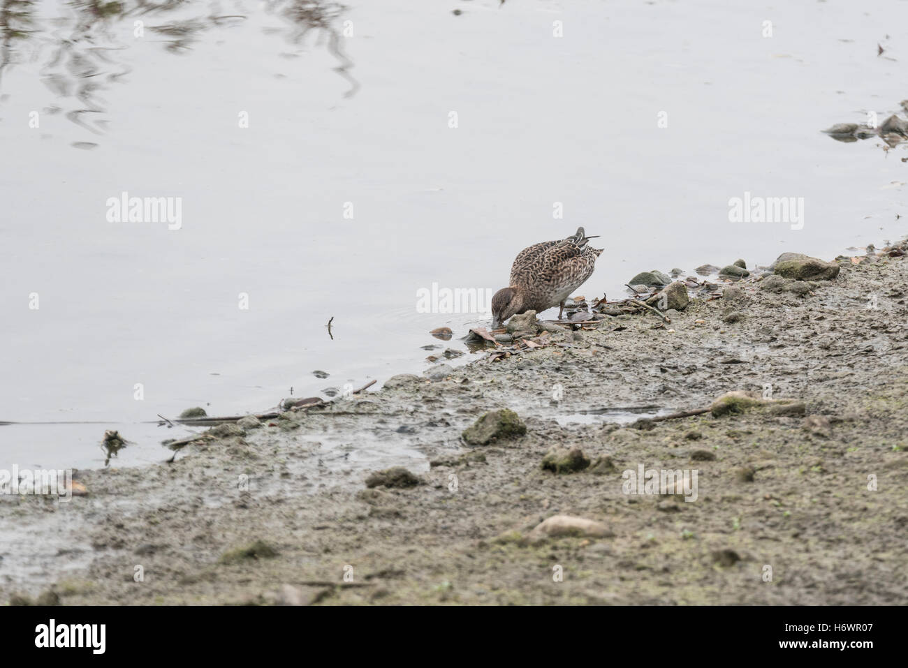 A foraging female Teal Stock Photo - Alamy