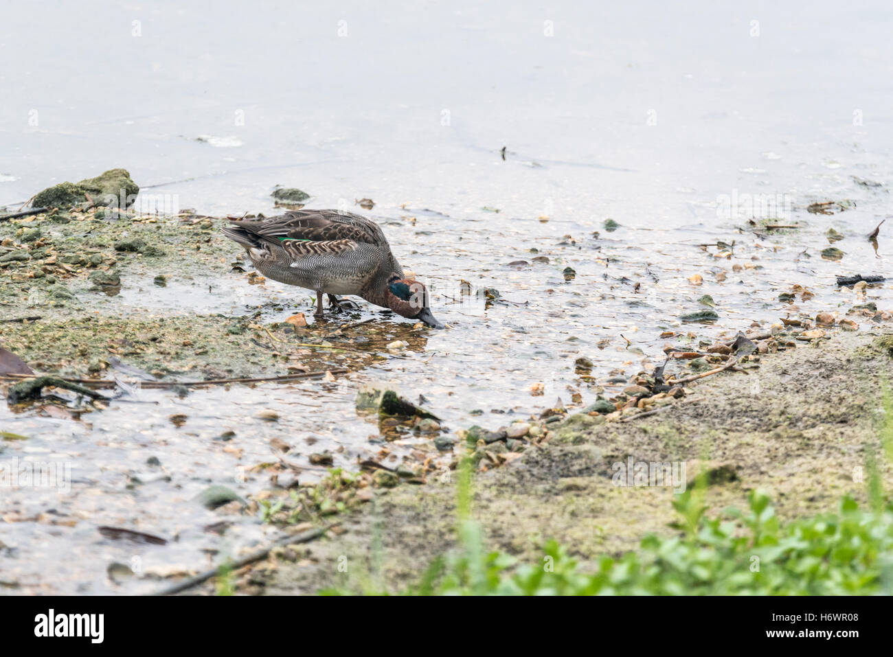 A foraging male Teal Stock Photo - Alamy