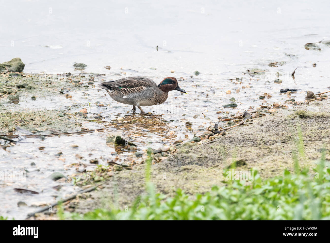 A foraging male Teal Stock Photo - Alamy
