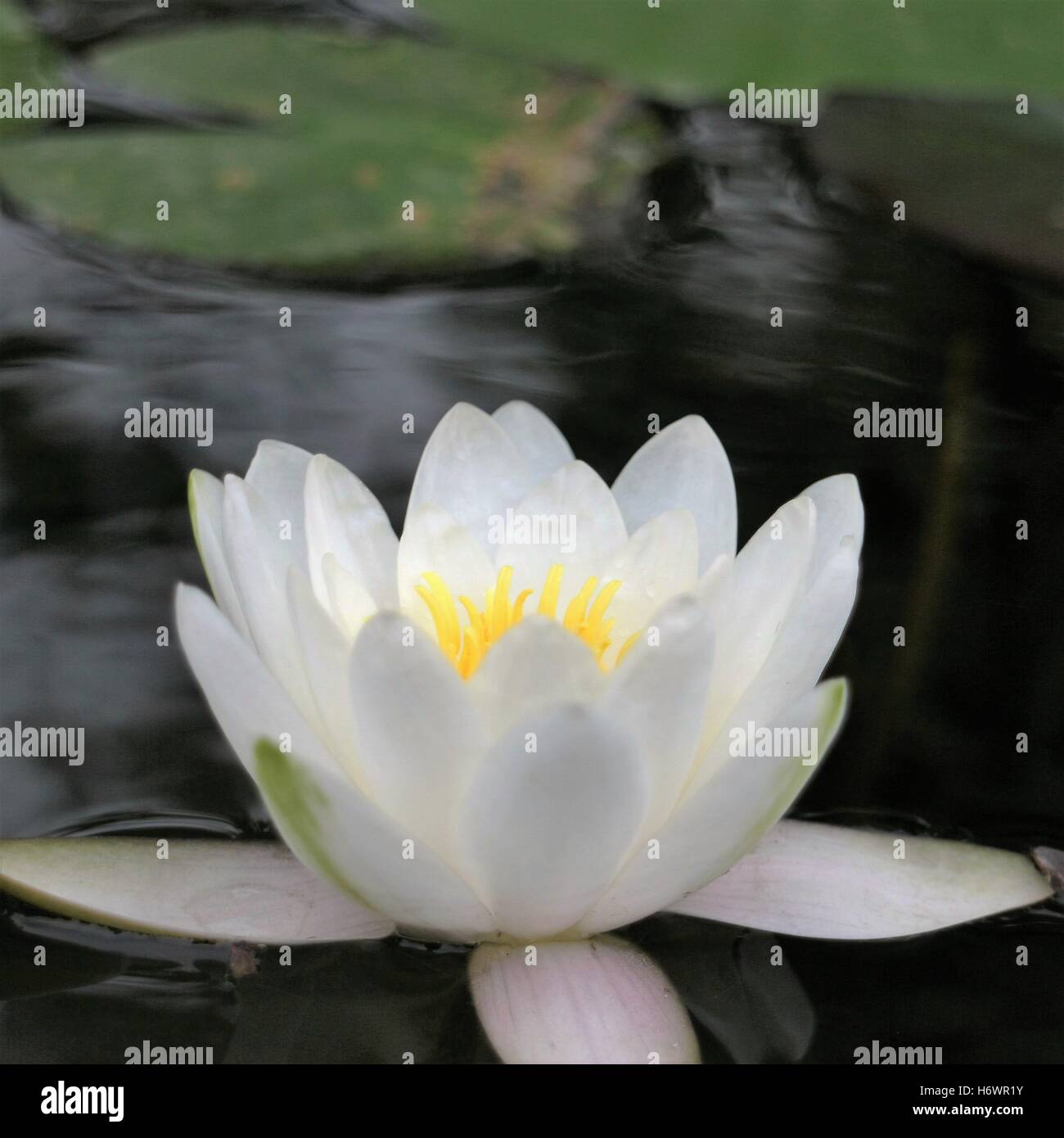 White water lotus flower with yellow stamen Stock Photo - Alamy