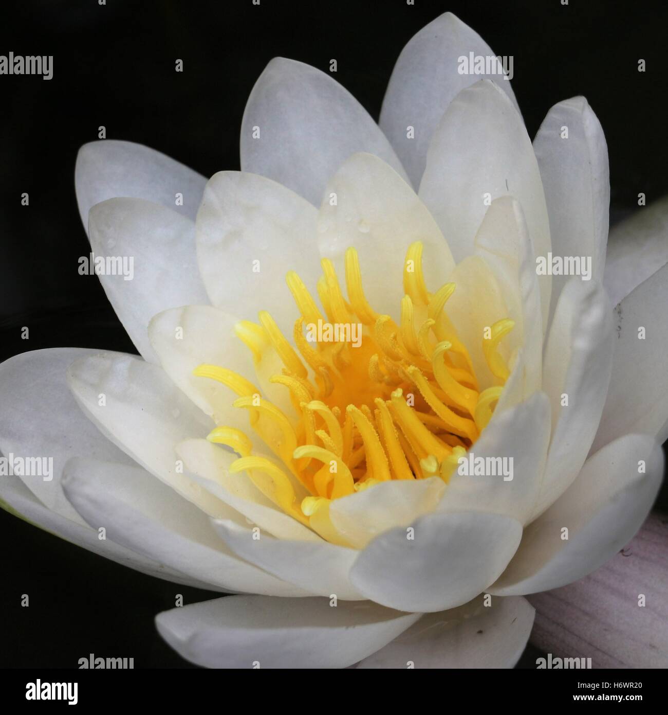 White water lotus flower with yellow stamen Stock Photo - Alamy