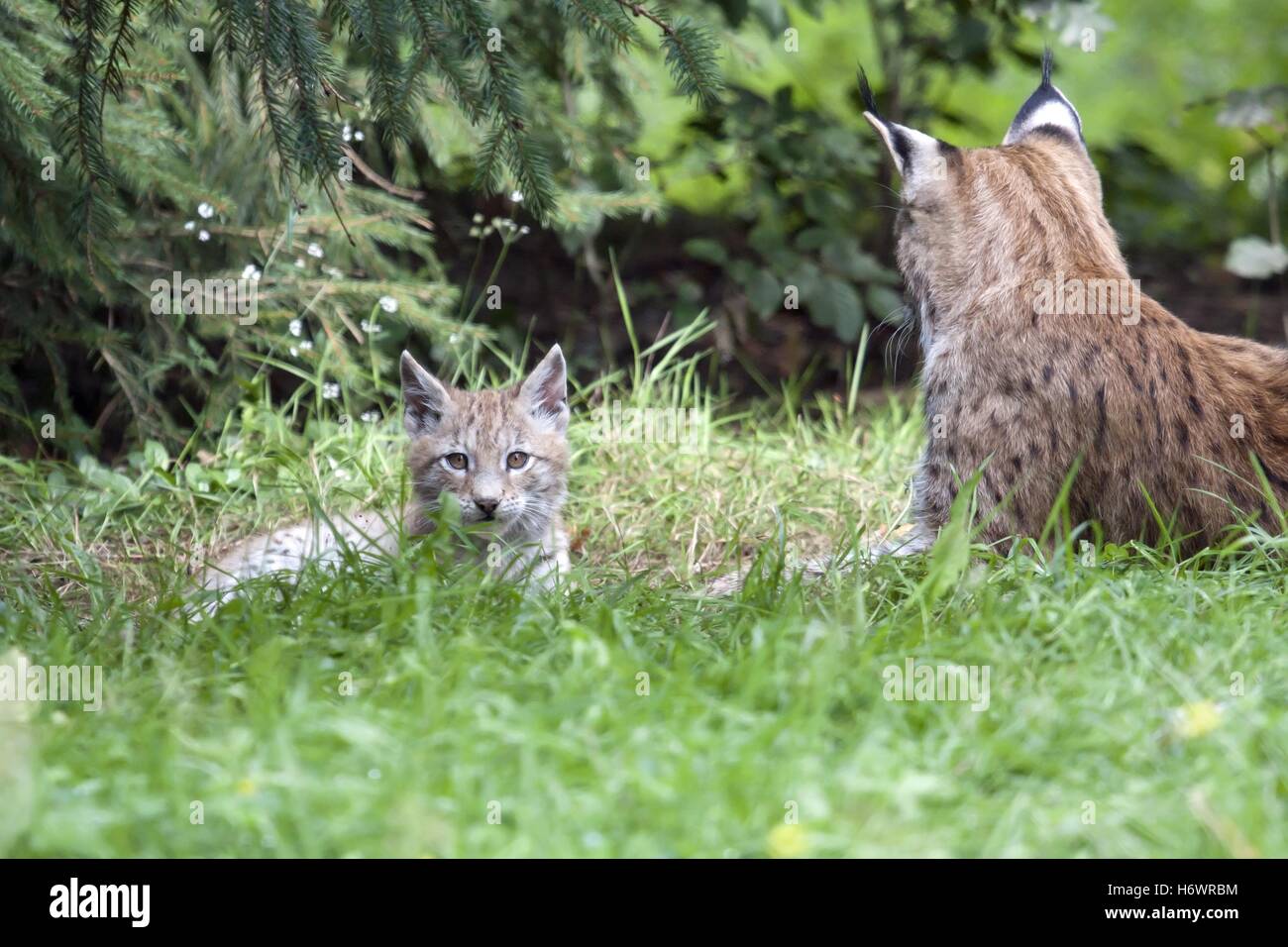 Jungluchs hi-res stock photography and images - Alamy