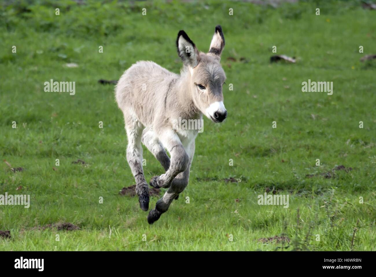 Donkey running hi-res stock photography and images - Alamy