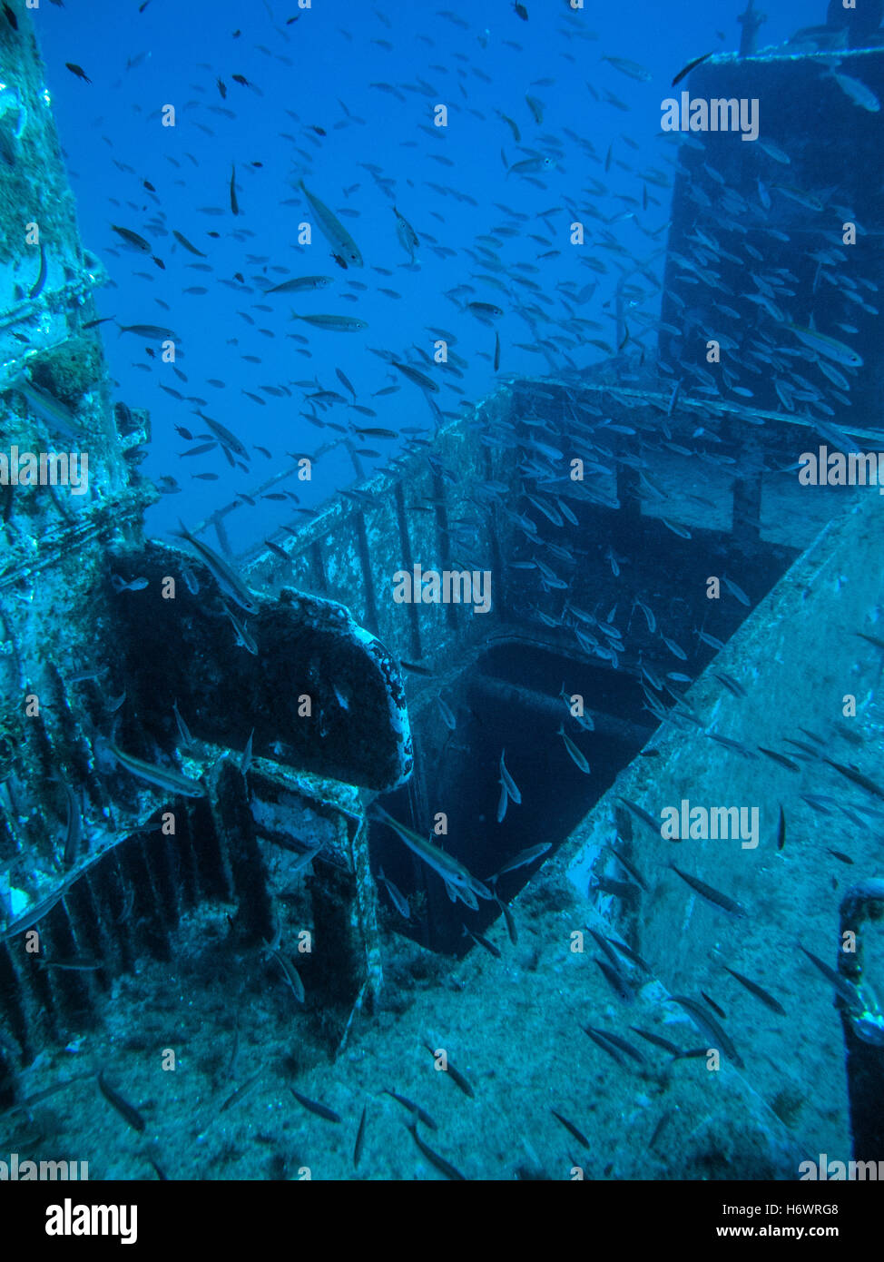 A shoal of fish on a wreck Stock Photo - Alamy
