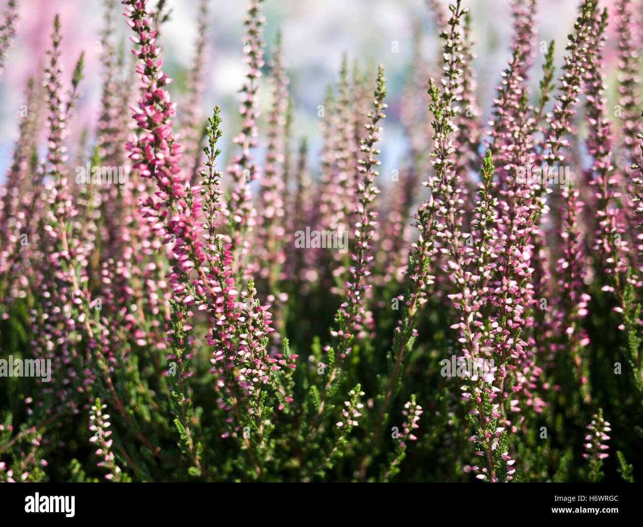Heath violet hi-res stock photography and images - Alamy