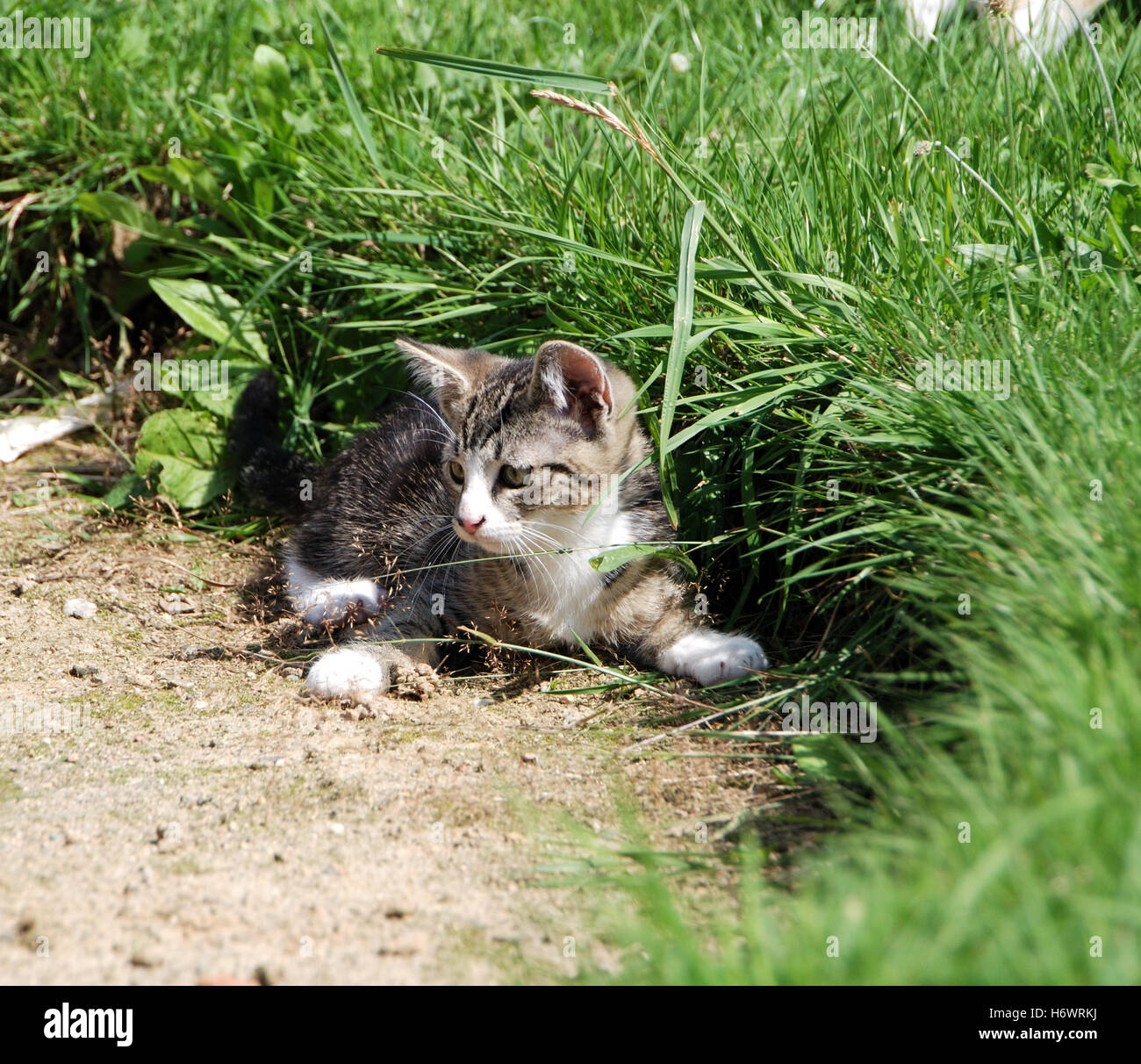 Backlit animals hi-res stock photography and images - Alamy