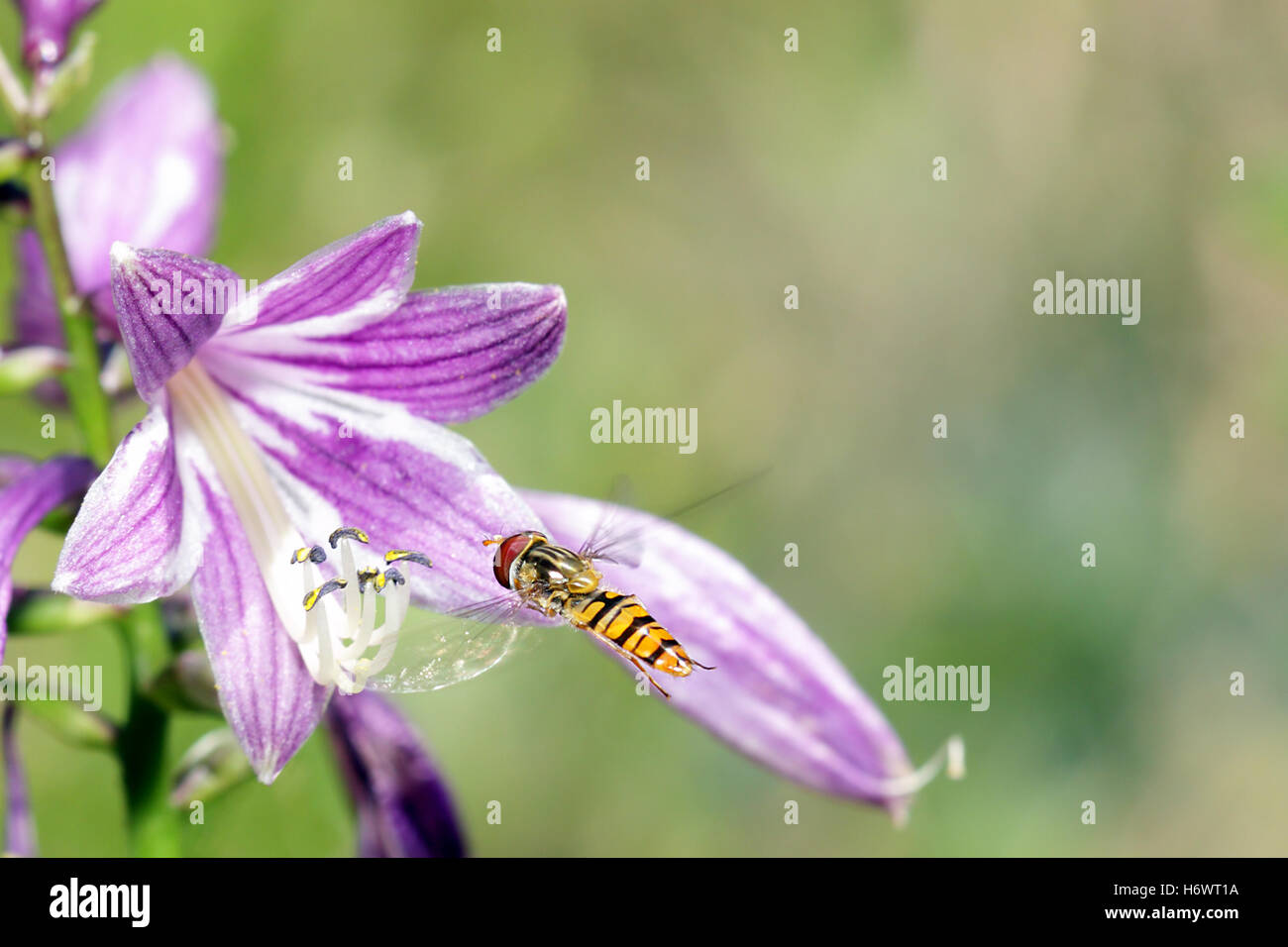 Tiny yellow spiders hi-res stock photography and images - Alamy