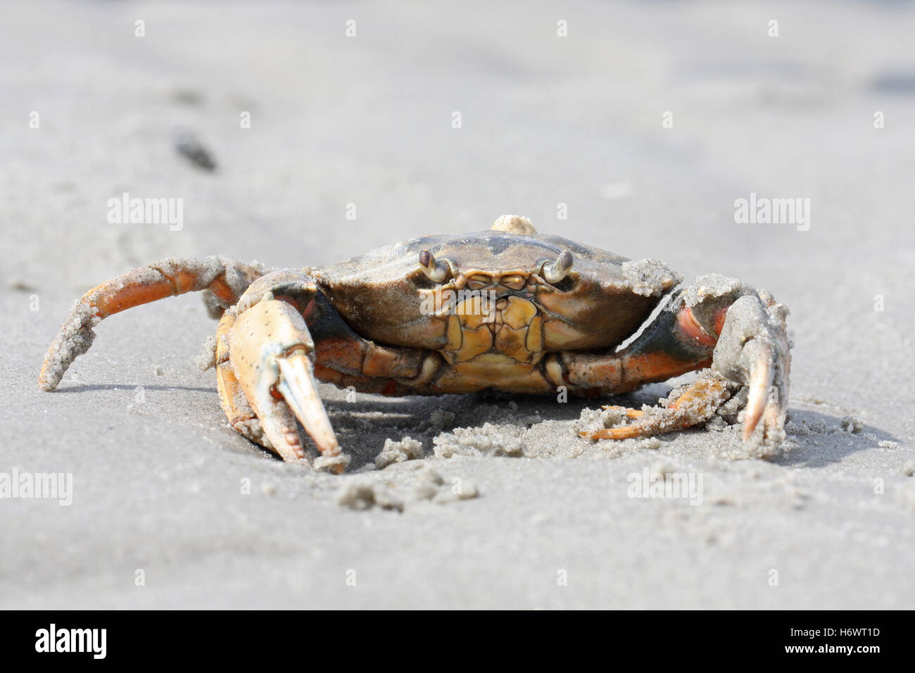 Crab fishes hi-res stock photography and images - Alamy