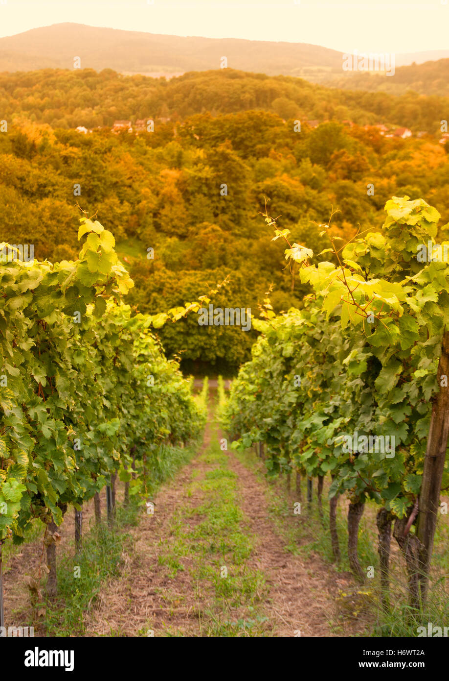 German vines hi-res stock photography and images - Alamy