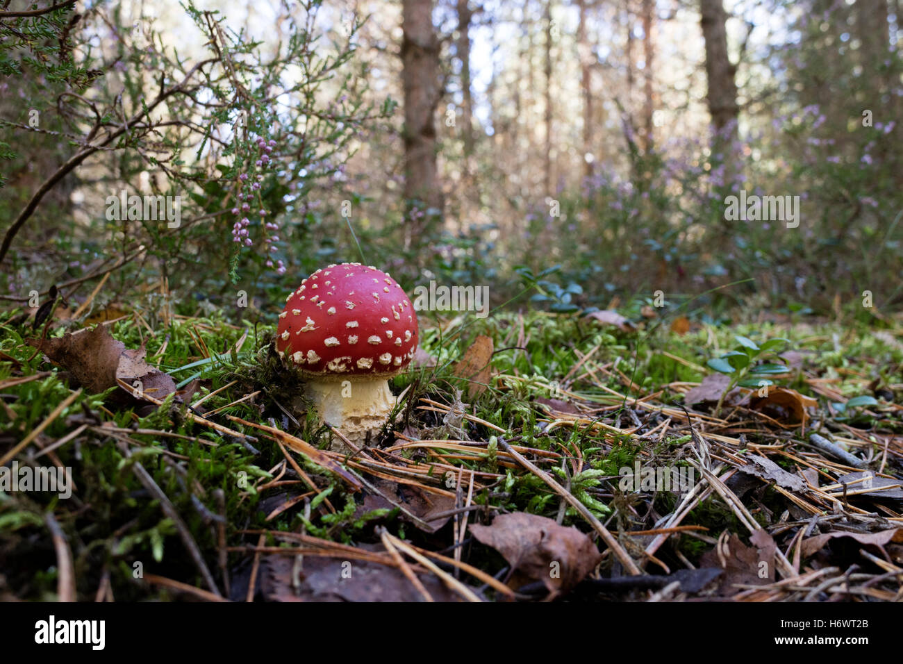 Young red fly mushroom hi-res stock photography and images - Alamy