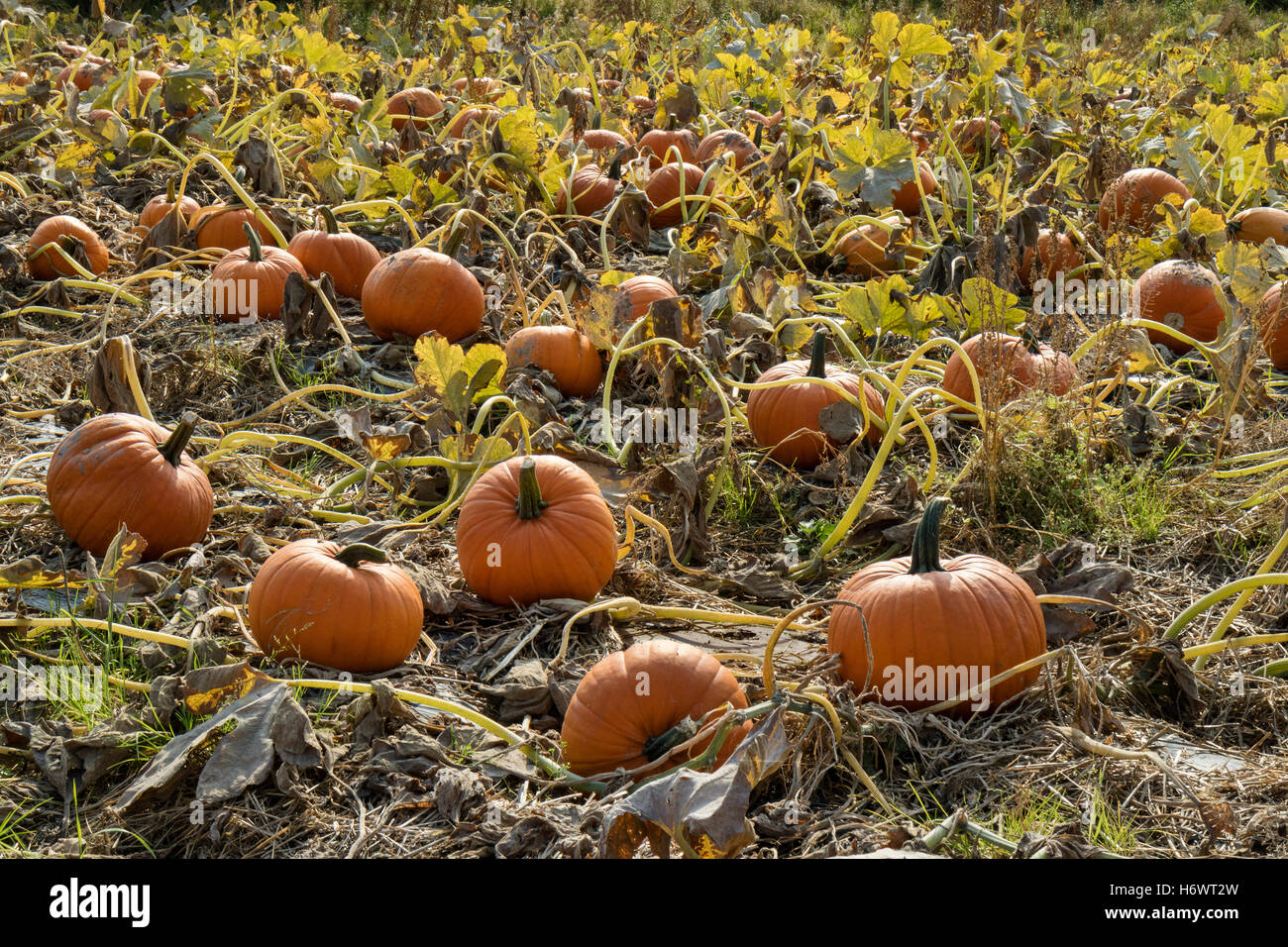 Crop harvest field hi-res stock photography and images - Alamy