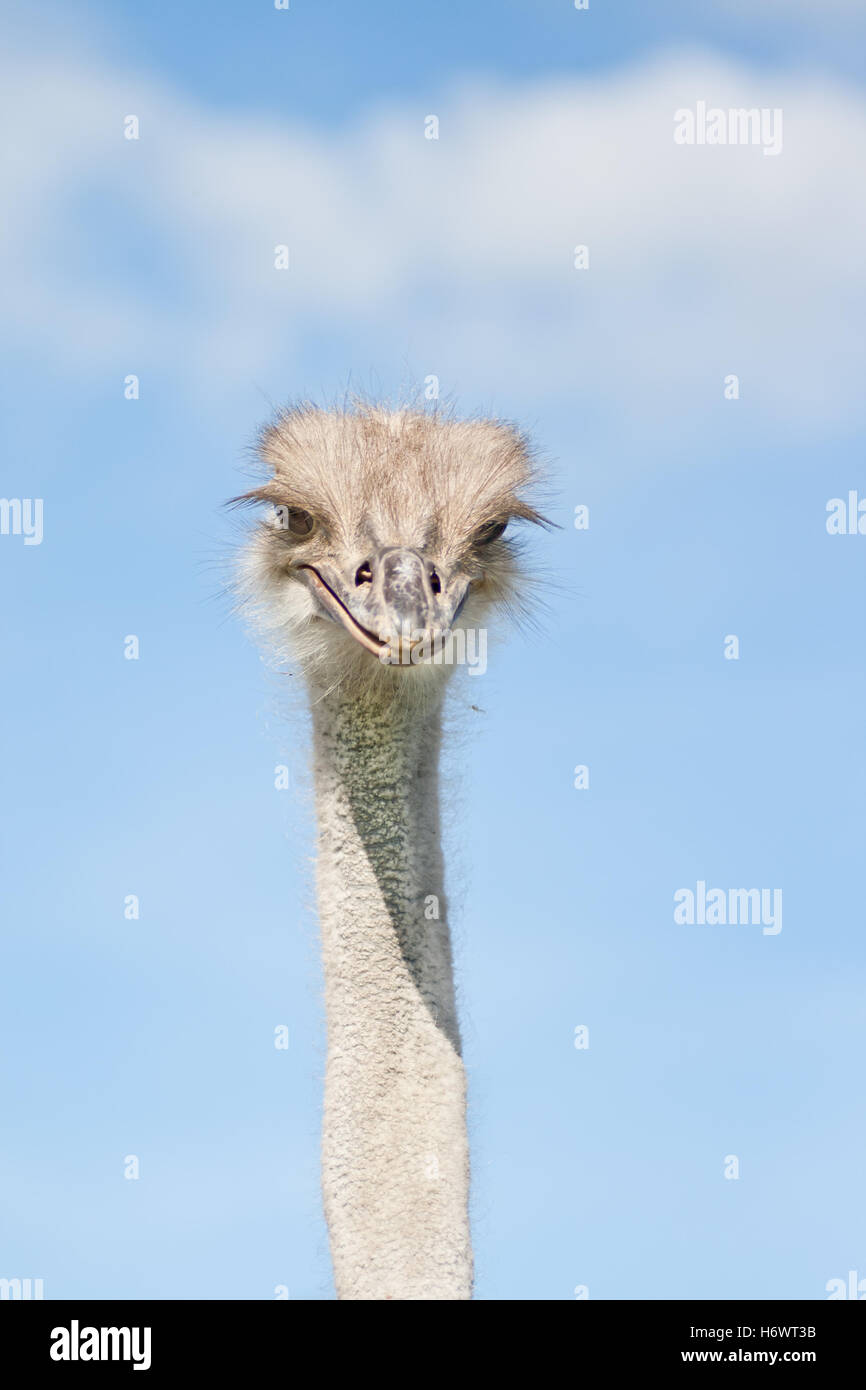 African big birds hi-res stock photography and images - Alamy