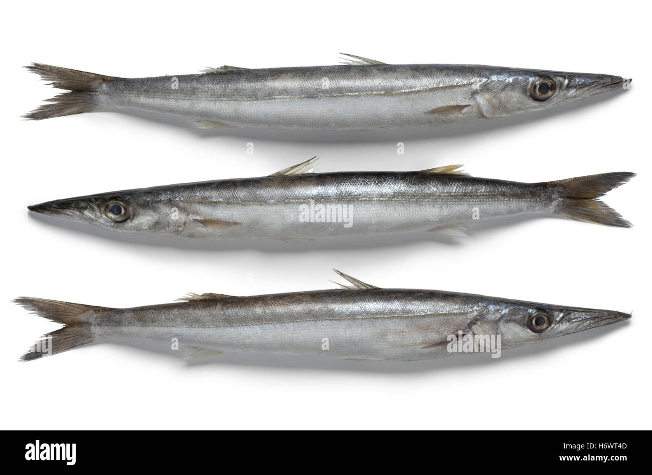 Fresh raw barracuda fish on white background Stock Photo - Alamy