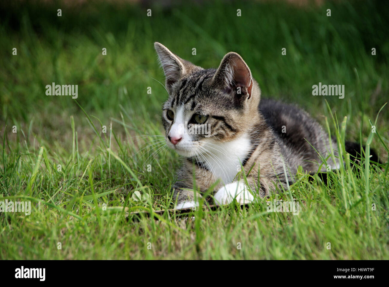 Animals playing game hi-res stock photography and images - Alamy