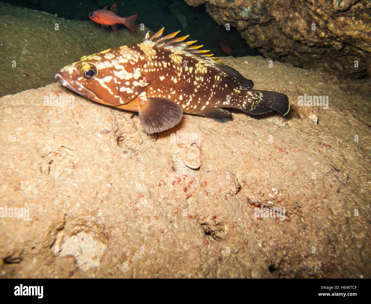 Marine life grouper fish scuba hi-res stock photography and images - Alamy