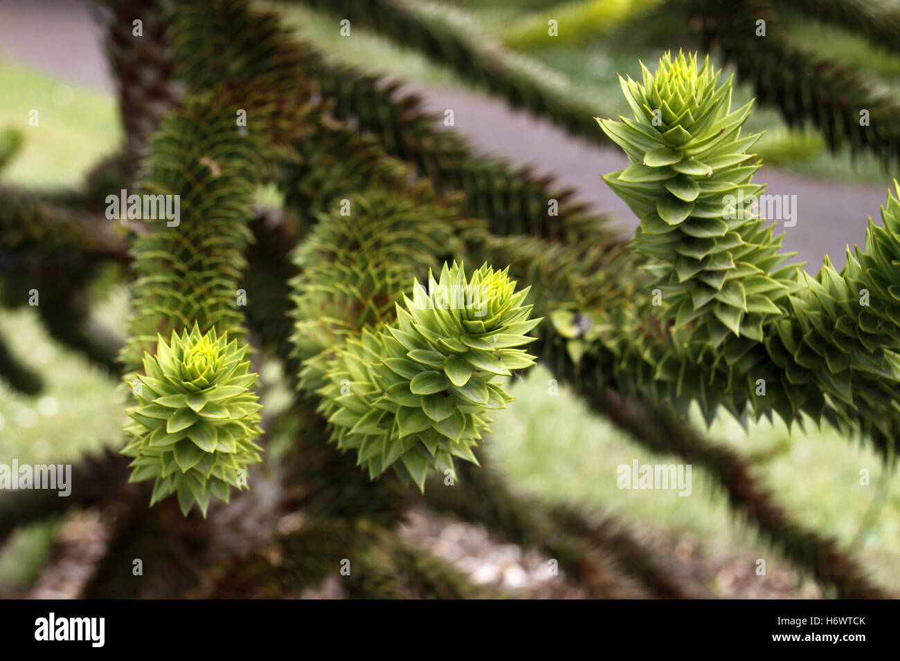 conifer tree park garden thuringia conifer gardens germany german ...