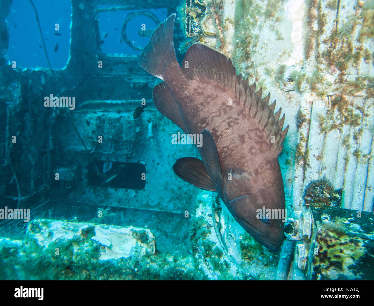 Brown Grouper on the Bridge of a Sunken ship Stock Photo - Alamy