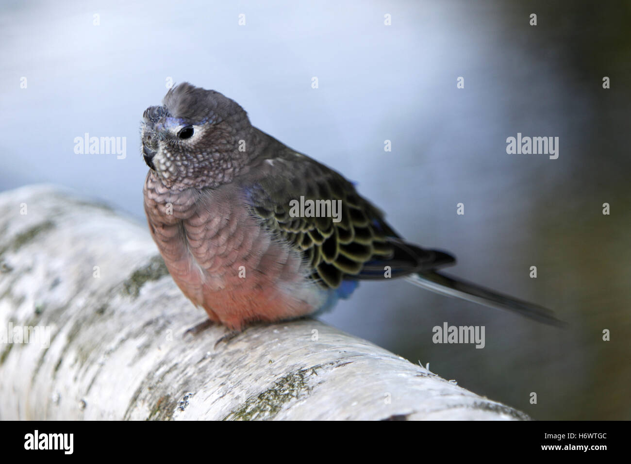 Kafog hi-res stock photography and images - Alamy