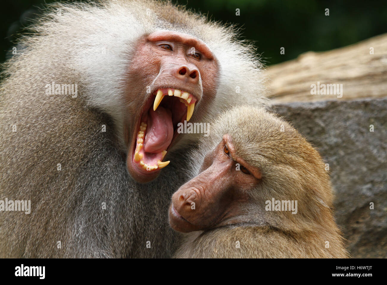 Baboon teeth hi-res stock photography and images - Alamy