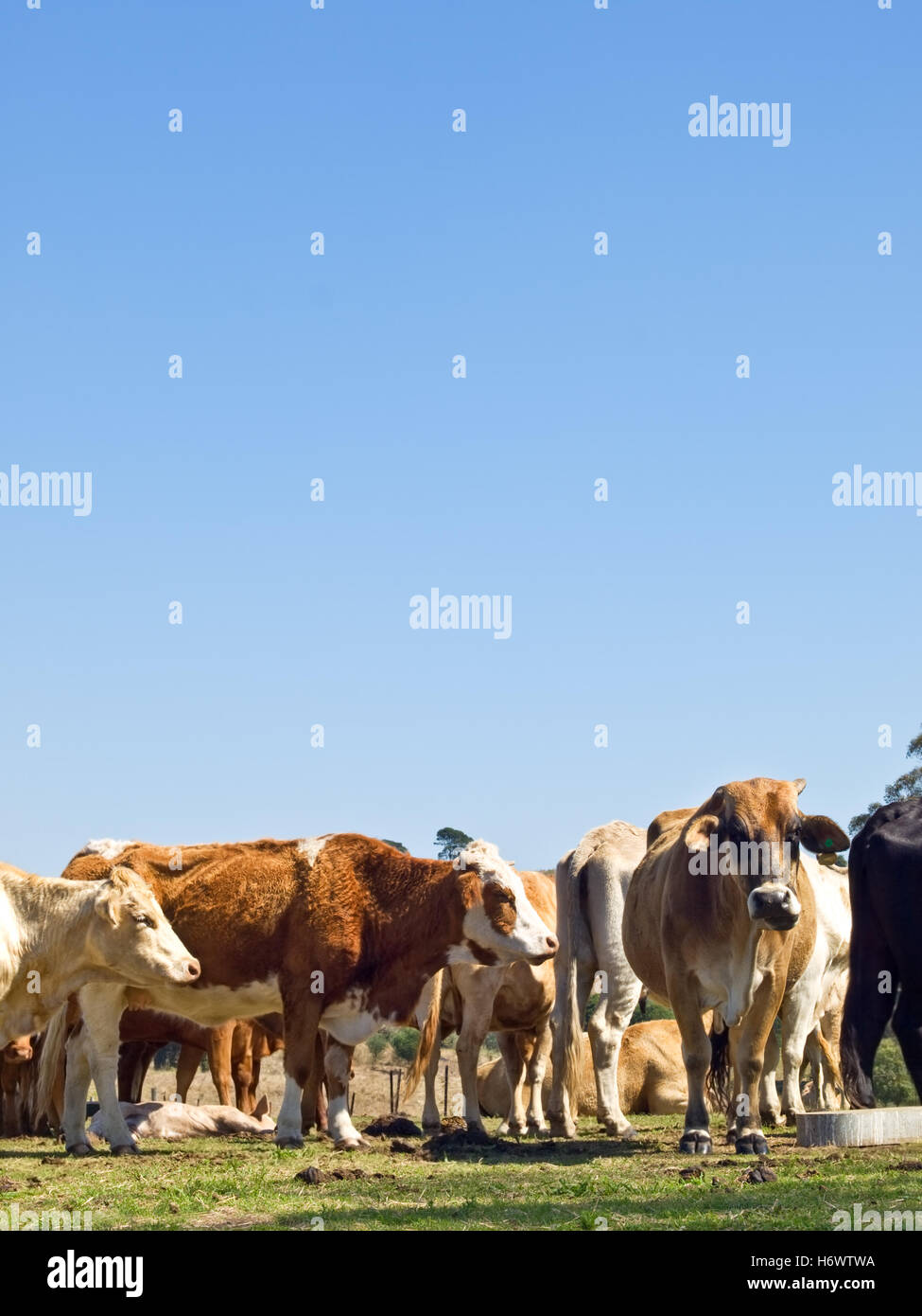 blue farm herd cattle firmament sky beef blue animal agriculture ...