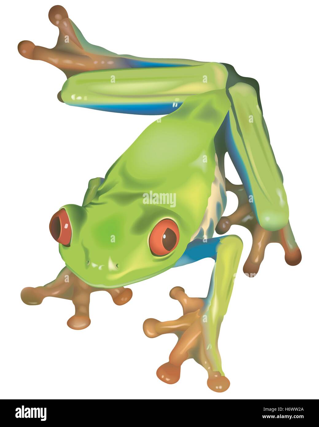 Green tree frog illustration hi-res stock photography and images - Alamy