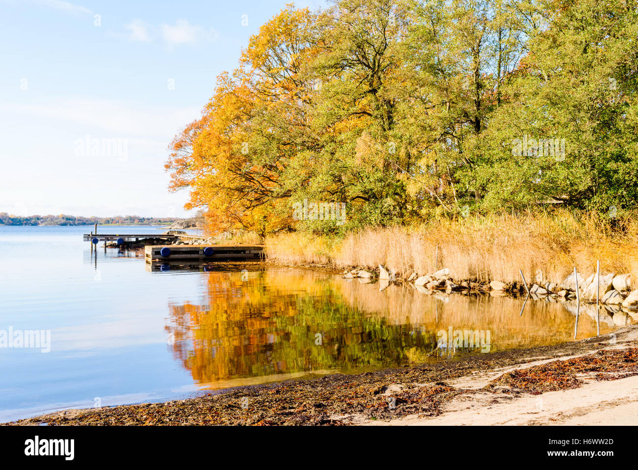 Windless and calm sea in fall with colorful trees and fine weather ...