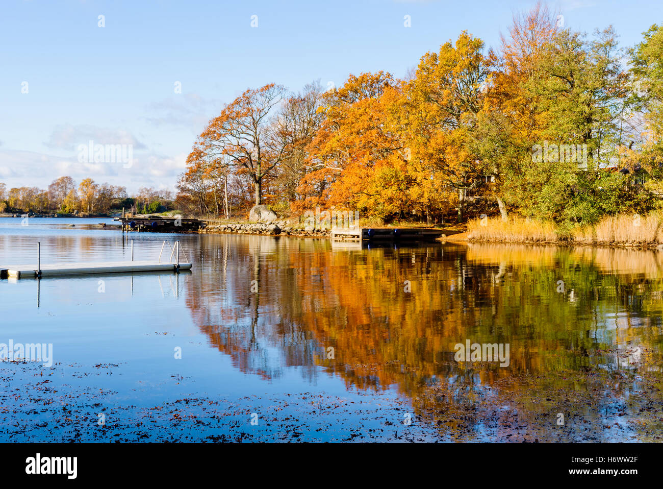 Windless and calm sea in fall with colorful trees and fine weather ...