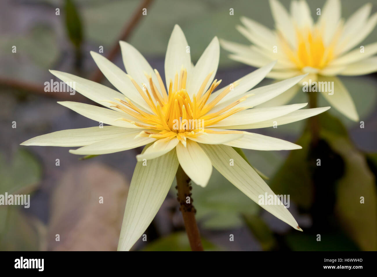 yellow water lily Stock Photo - Alamy