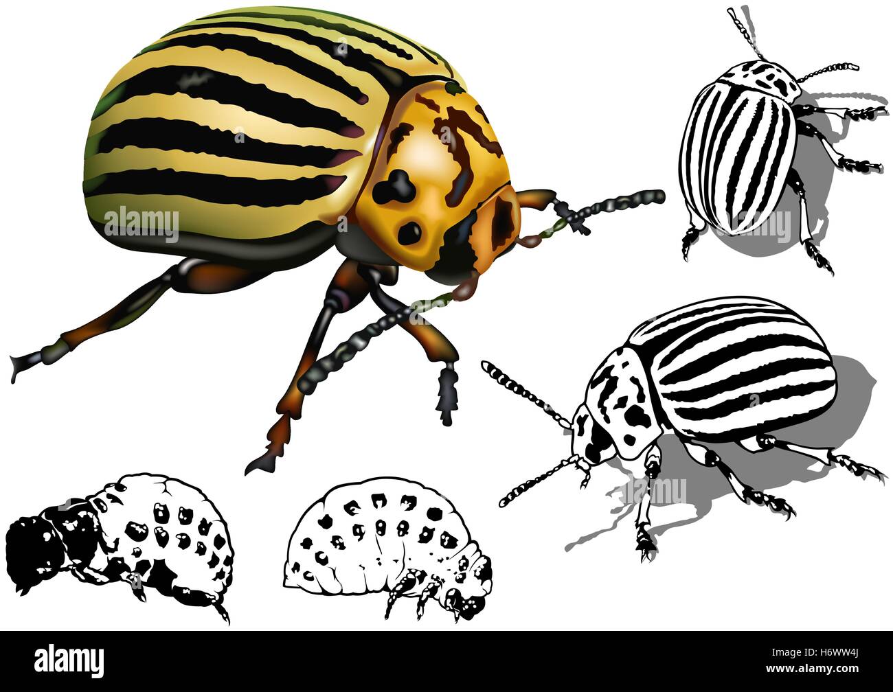 Colorado Potato Beetle Stock Vector Image & Art - Alamy