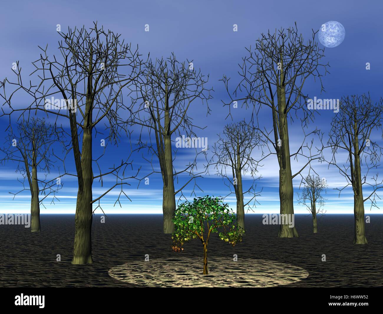 trees forests Stock Photo - Alamy trees forests Stock Photo - Alamy