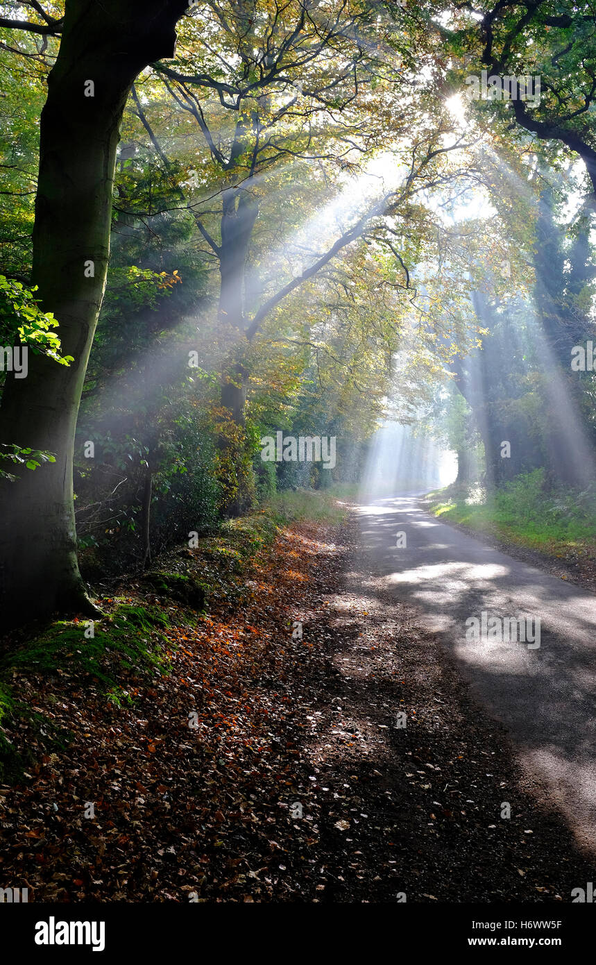 sunlight streaming through autumn woodland trees, norfolk, england ...