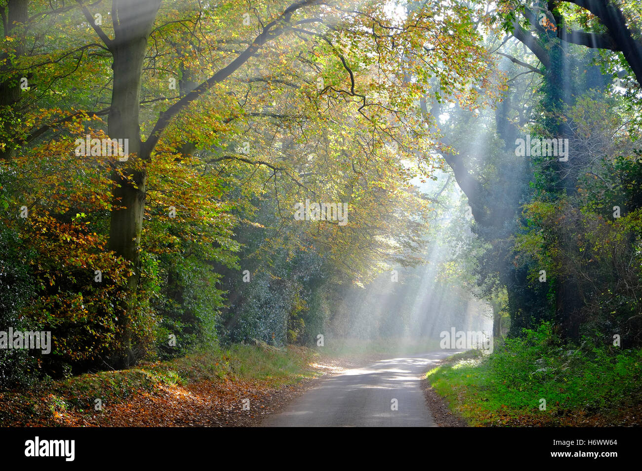 sunlight streaming through autumn woodland trees, norfolk, england ...