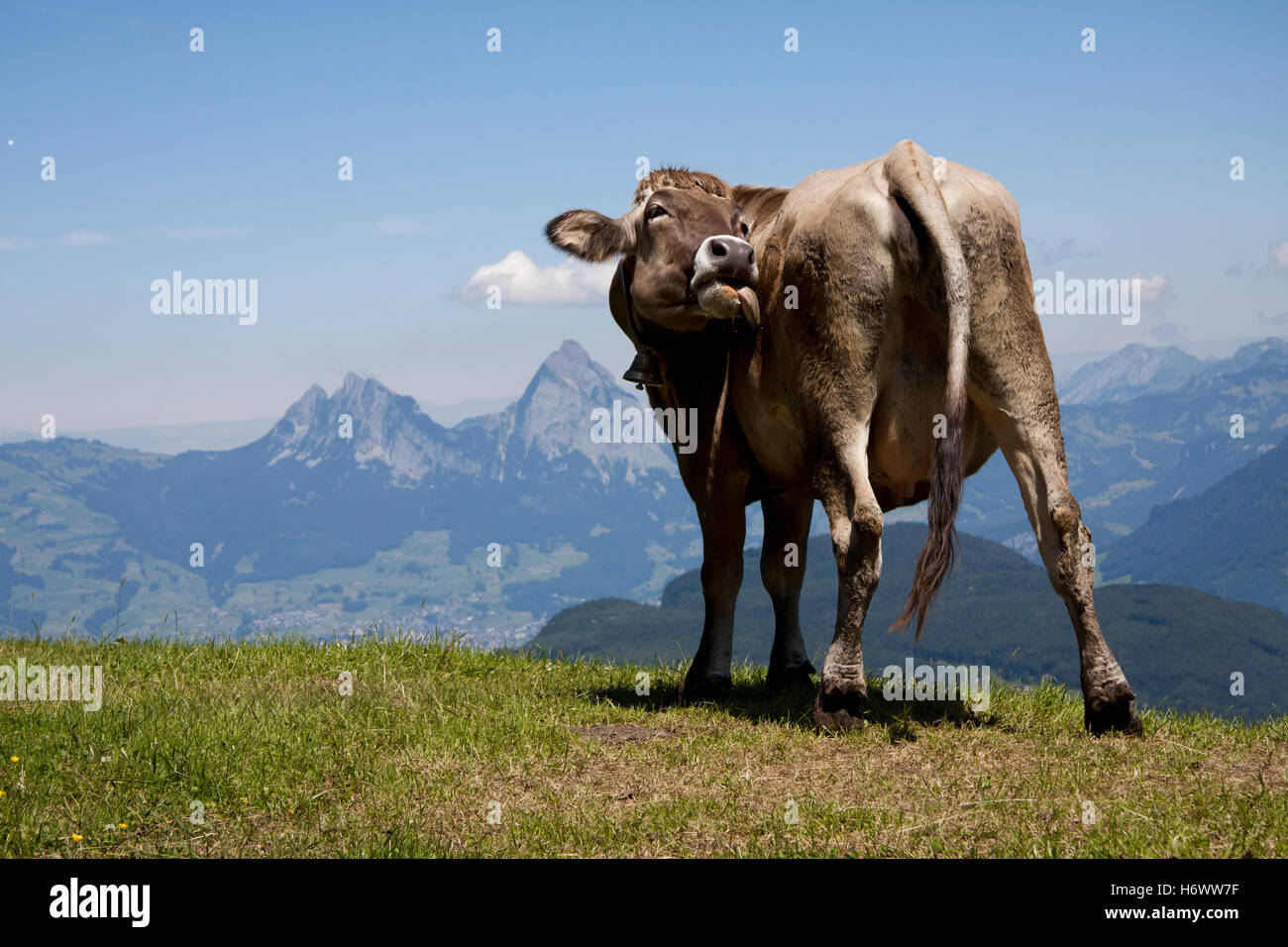 Switzerland animals hi-res stock photography and images - Alamy