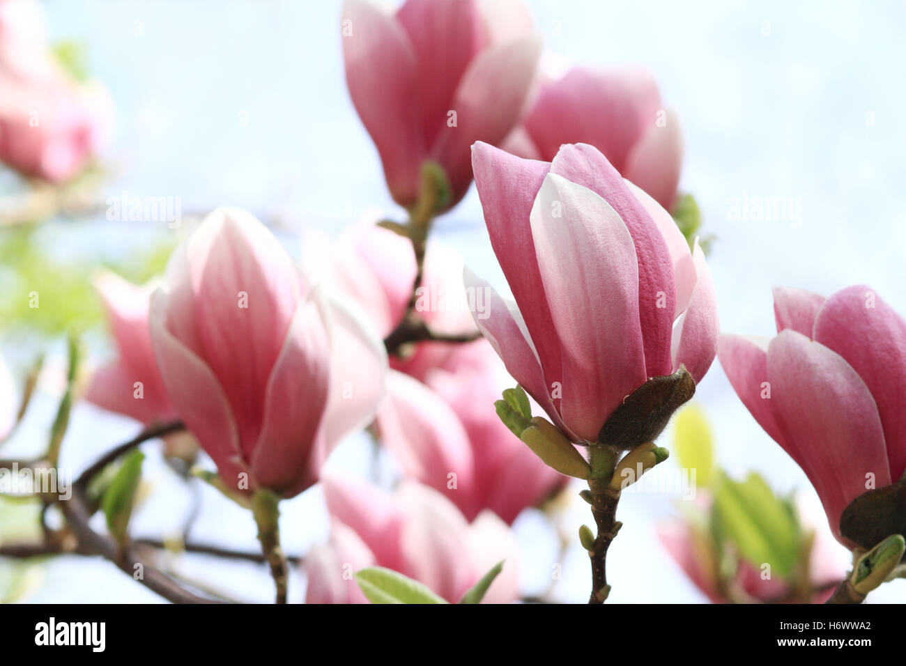 Mangolia tree hi-res stock photography and images - Alamy