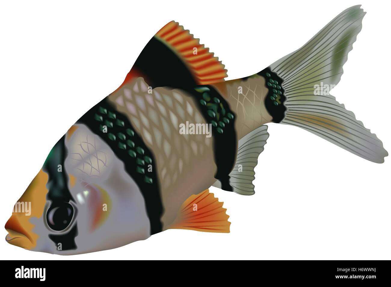 Tiger barb fish Cut Out Stock Images & Pictures - Alamy