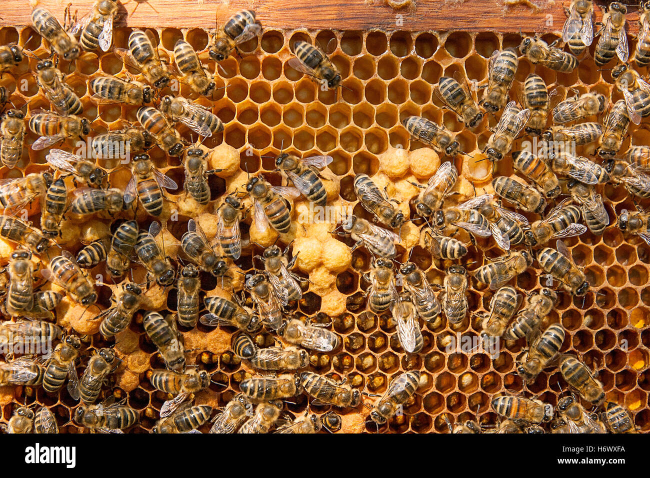 Busy bees inside hive with open and sealed cells for their young. Birth ...