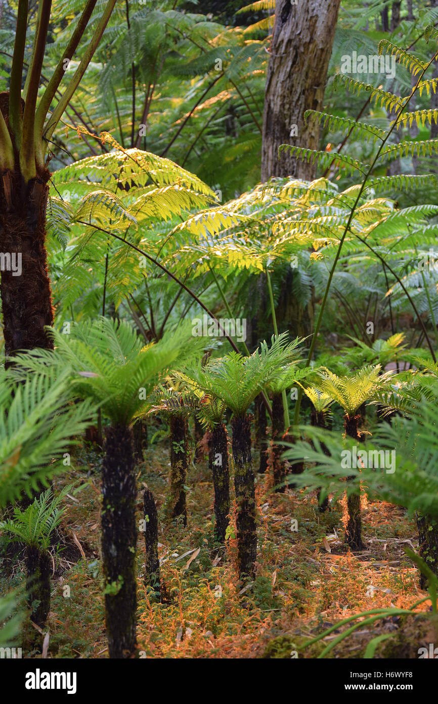 Tropical fern forest hi-res stock photography and images - Alamy
