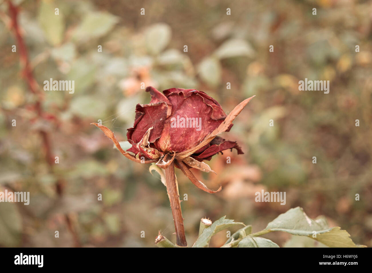 Dying flower bunch hi-res stock photography and images - Alamy