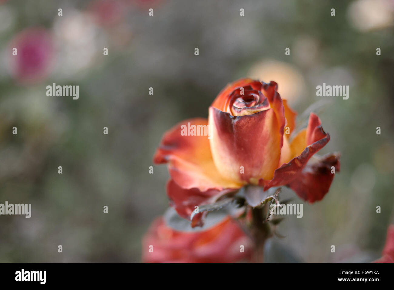 Dying beautiful dark red rose hi-res stock photography and images - Alamy