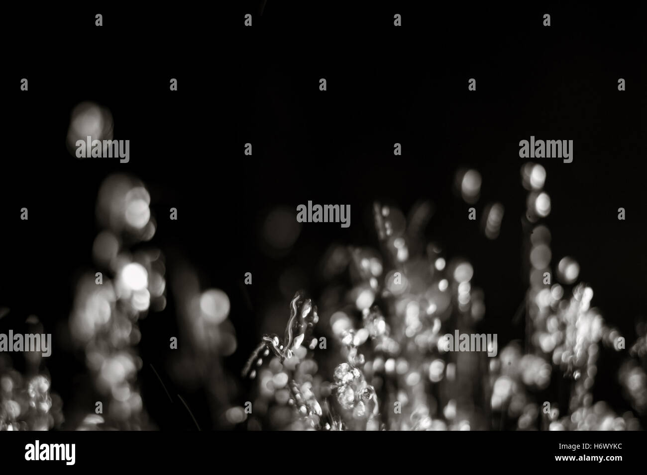 Falling drops of water on black background a lot of space for text ...